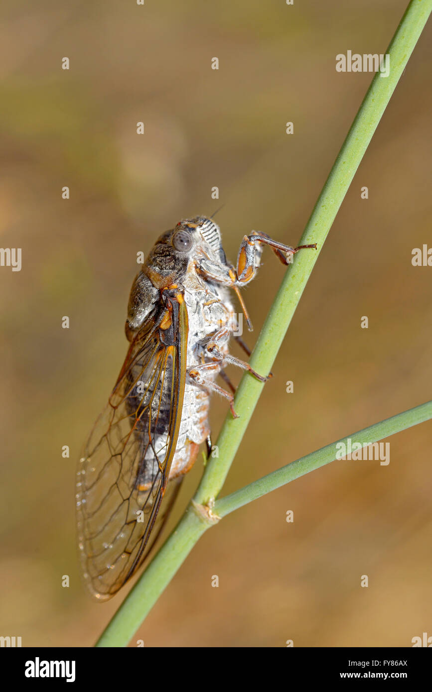 Cicada lyristes plebejus hi-res stock photography and images - Alamy