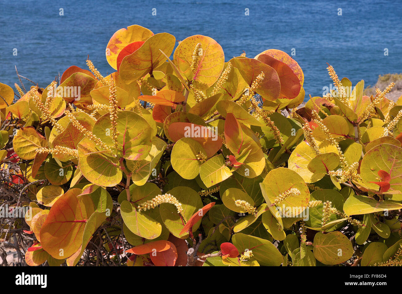 Coccoloba hi-res stock photography and images - Alamy