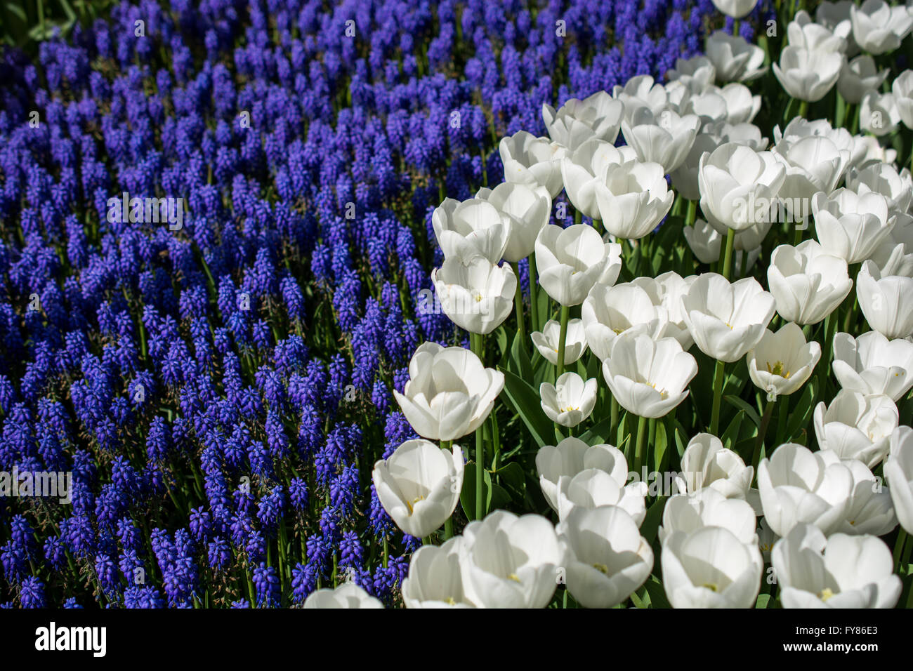tulips of various colors in nature in spring time Stock Photo - Alamy