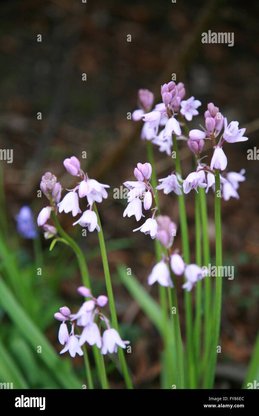 Spring Bluebell flowers growing in an Irish garden Stock Photo - Alamy