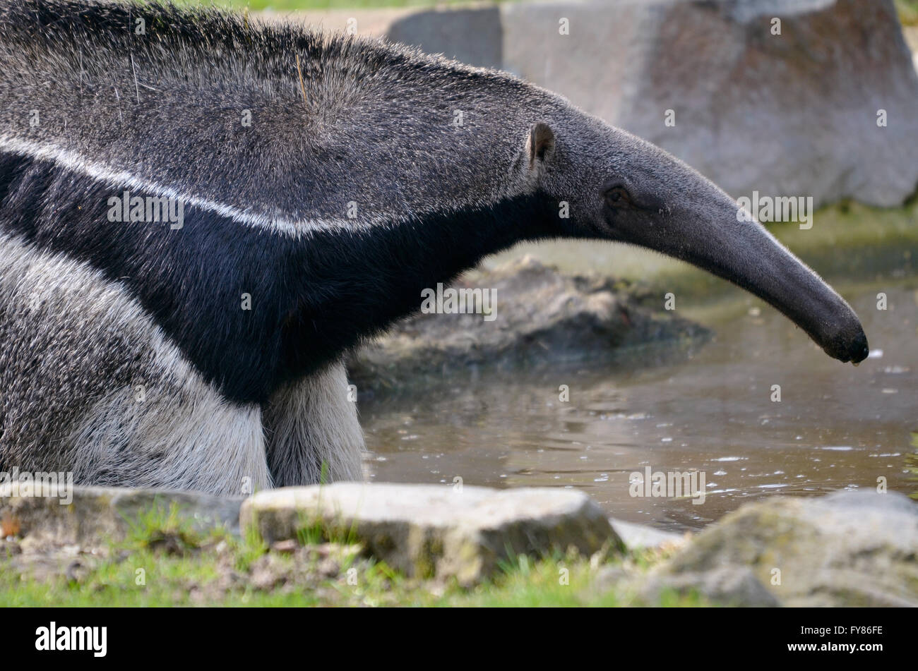 Giant anteater myrmecophaga tridactyla hi-res stock photography and ...