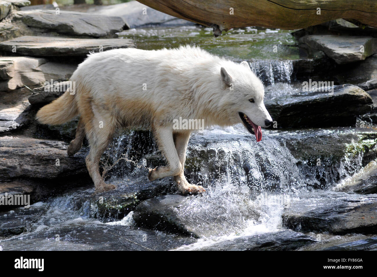 Closeup of white Arctic Wolf (Canis lupus arctos) crossing a stream by ...