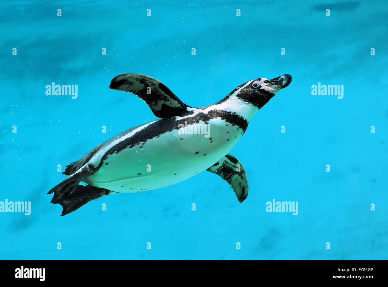 Humboldt penguin (Spheniscus humboldti) swimming under blue water Stock ...