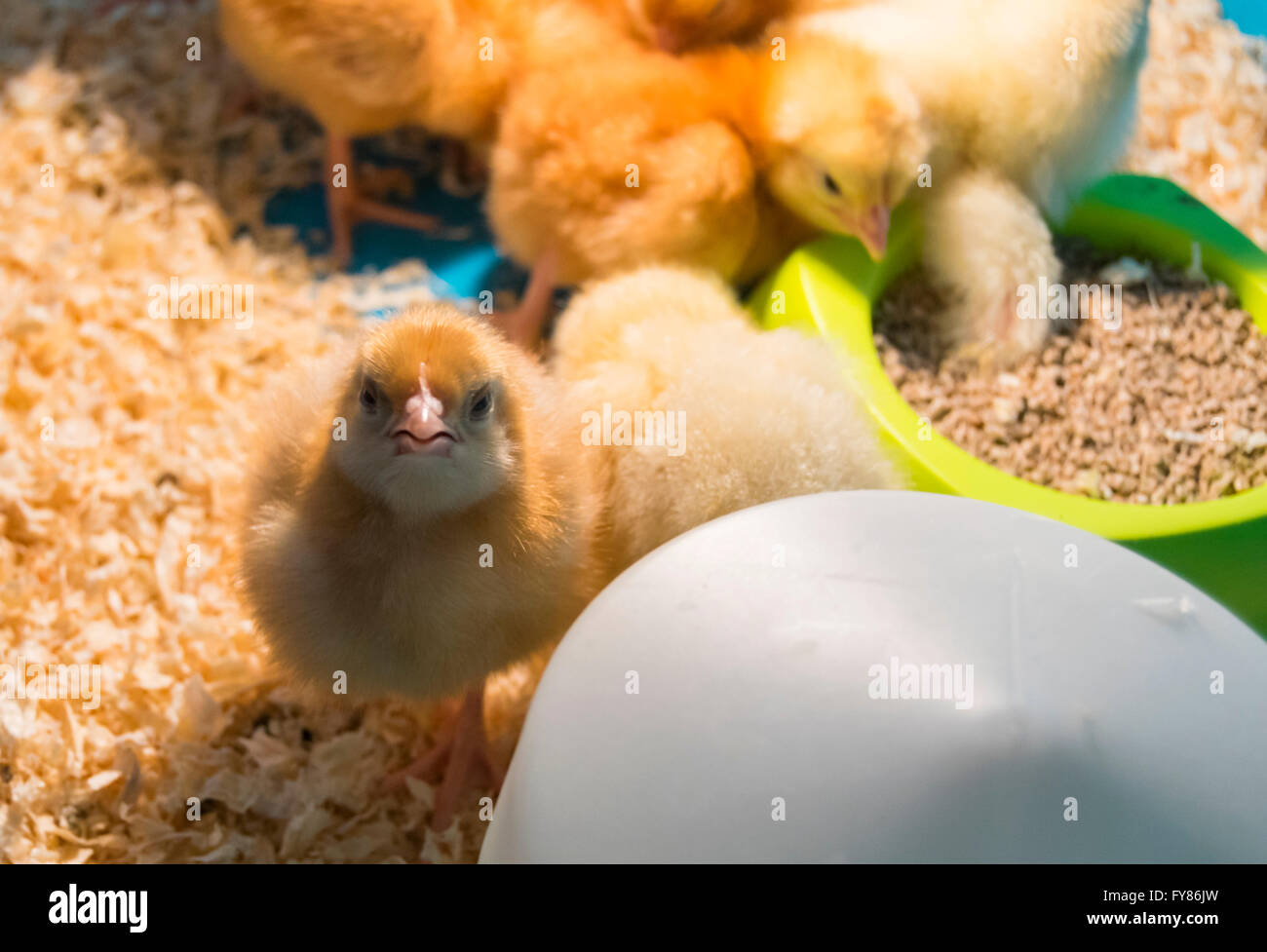Baby chickens eating hi-res stock photography and images - Alamy