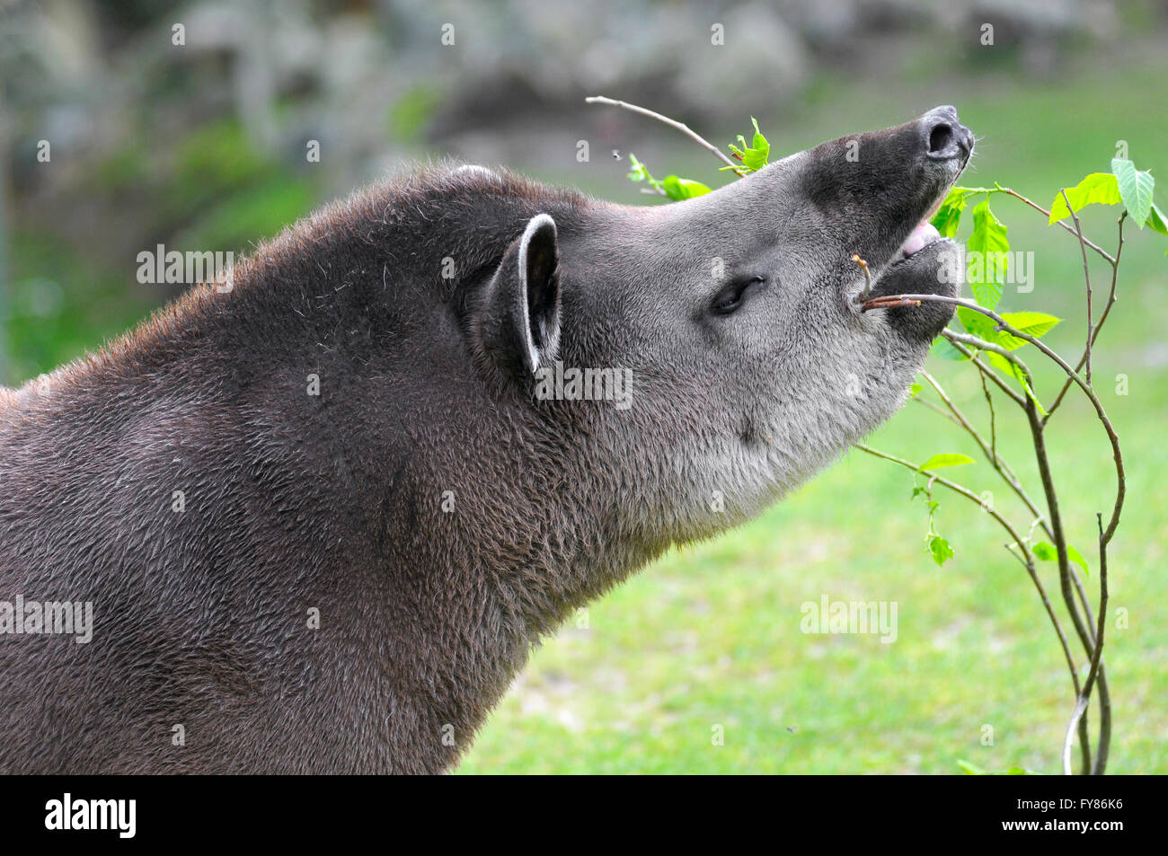 Profile portrait of south American tapir (Tapirus terrestris) eating ...
