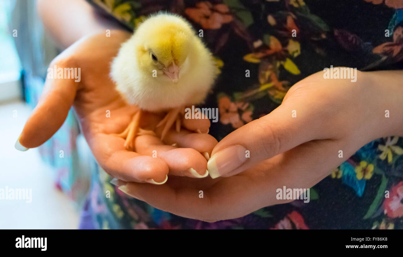 Hands holding chicken hi-res stock photography and images - Alamy