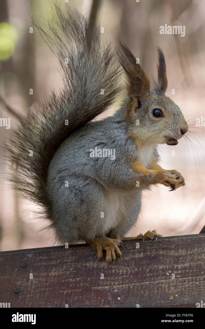 the photograph shows a squirrel on a tree Stock Photo - Alamy