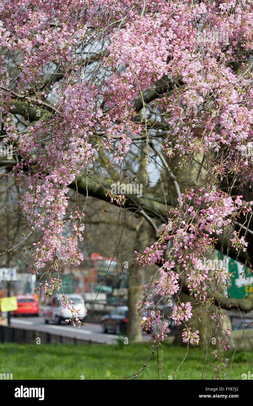 Flowering Cherry Blossom Tree Stock Photo - Alamy