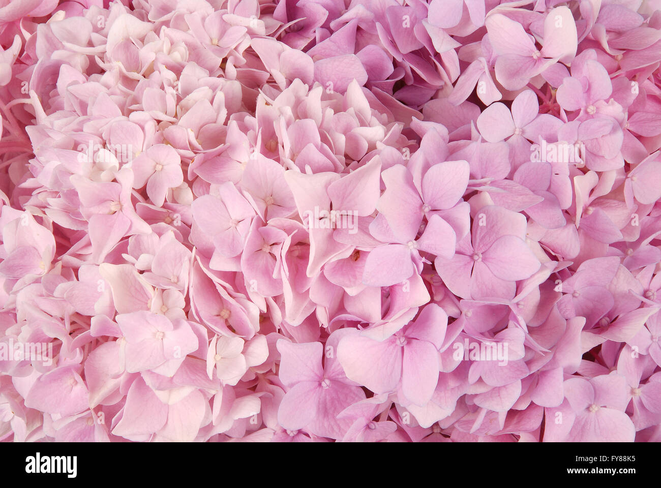 Beautiful Pink hydrangeas flower background. Natural color Stock Photo ...