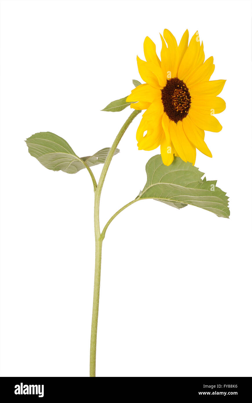 Right seed Cut Out Stock Images & Pictures - Alamy