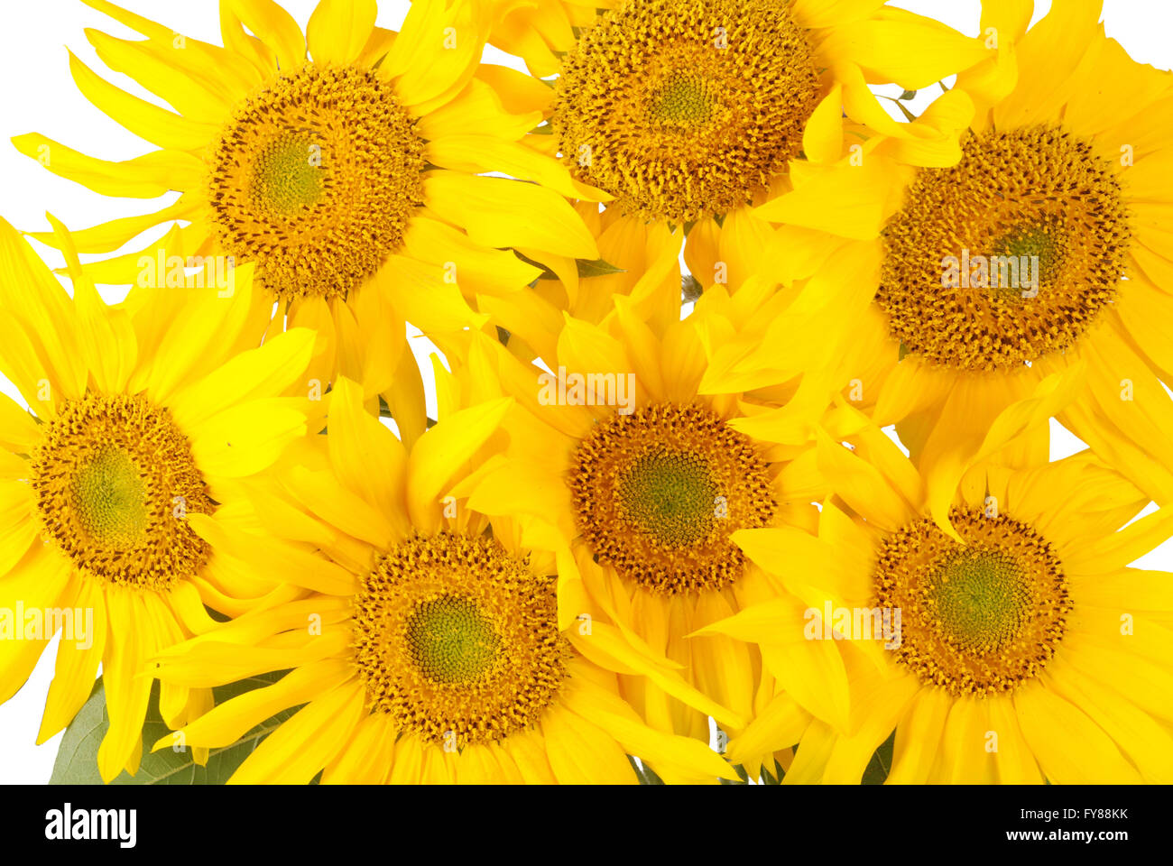 Beautiful bouquet of yellow sunflowers seven flower isolated on white ...