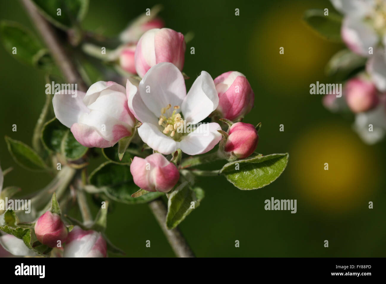 Blooming flowering apple tree hi-res stock photography and images - Alamy