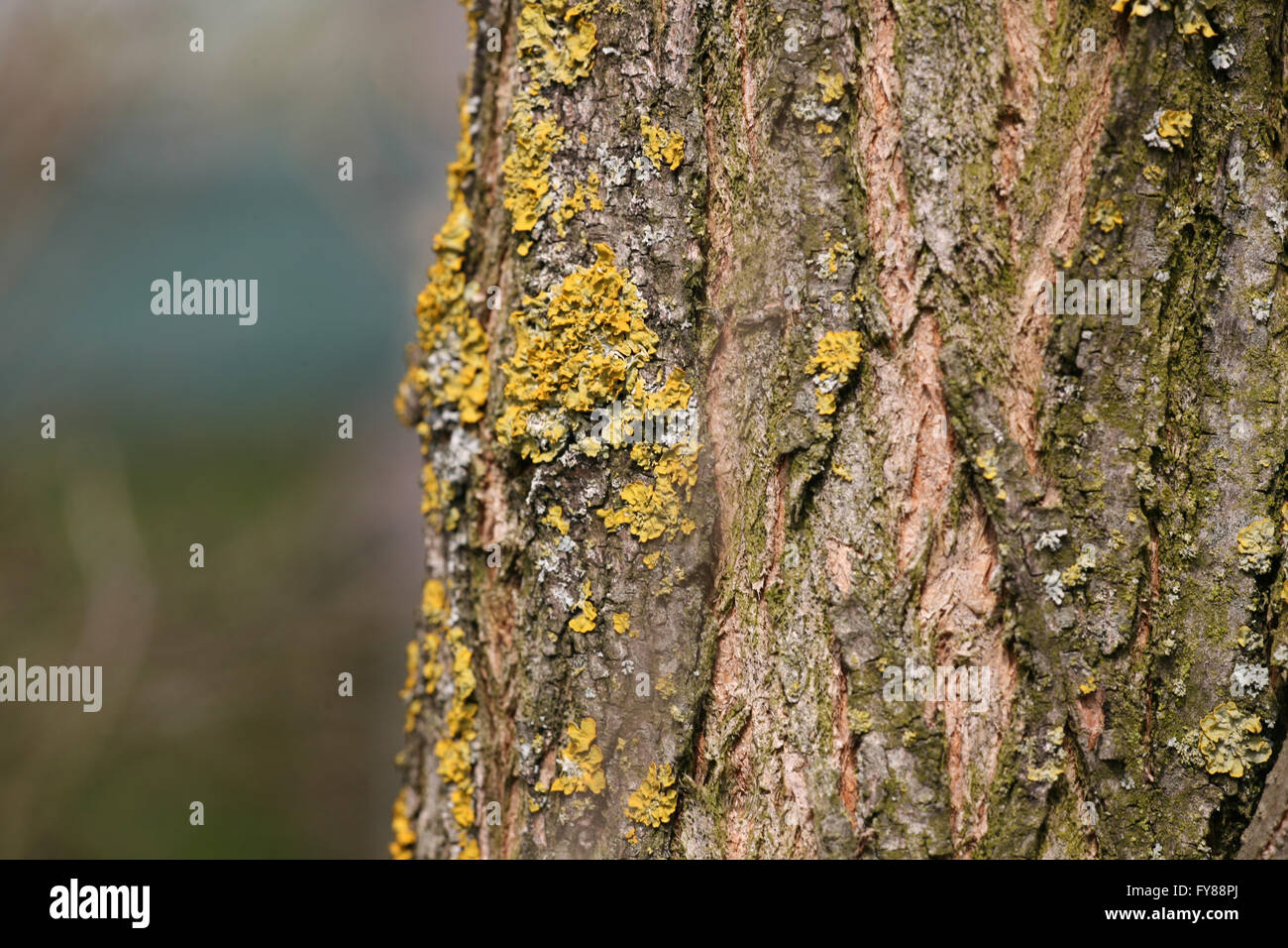 bark with liches Stock Photo - Alamy