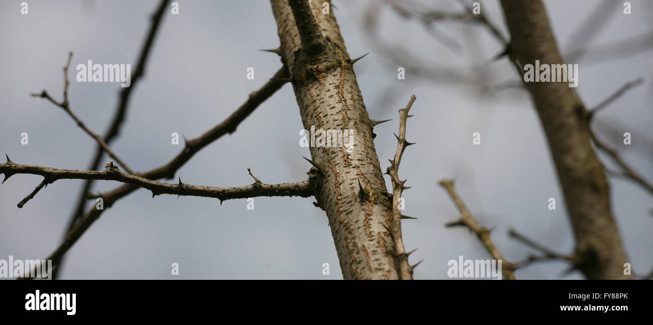 thorns on locus tree Stock Photo - Alamy