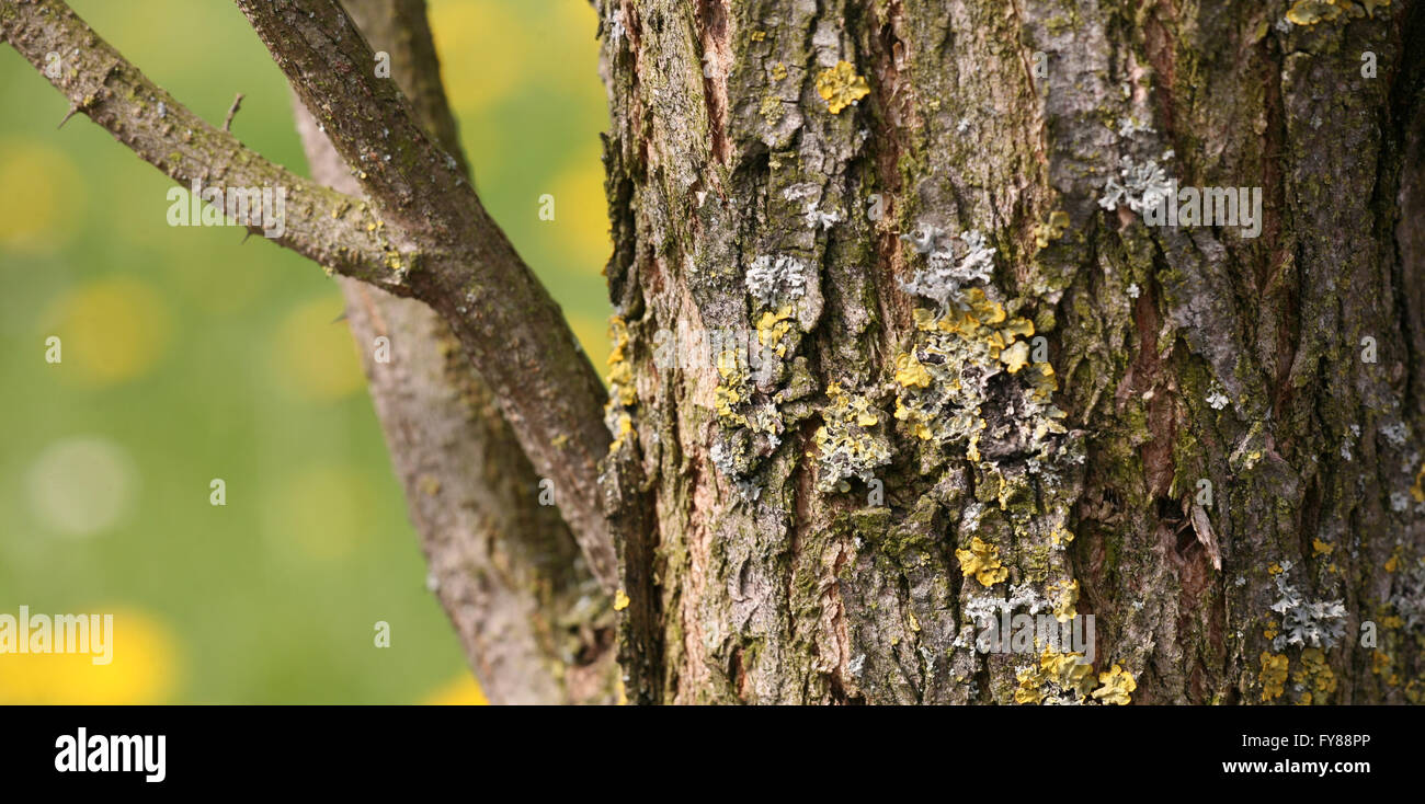 Liches hi-res stock photography and images - Alamy