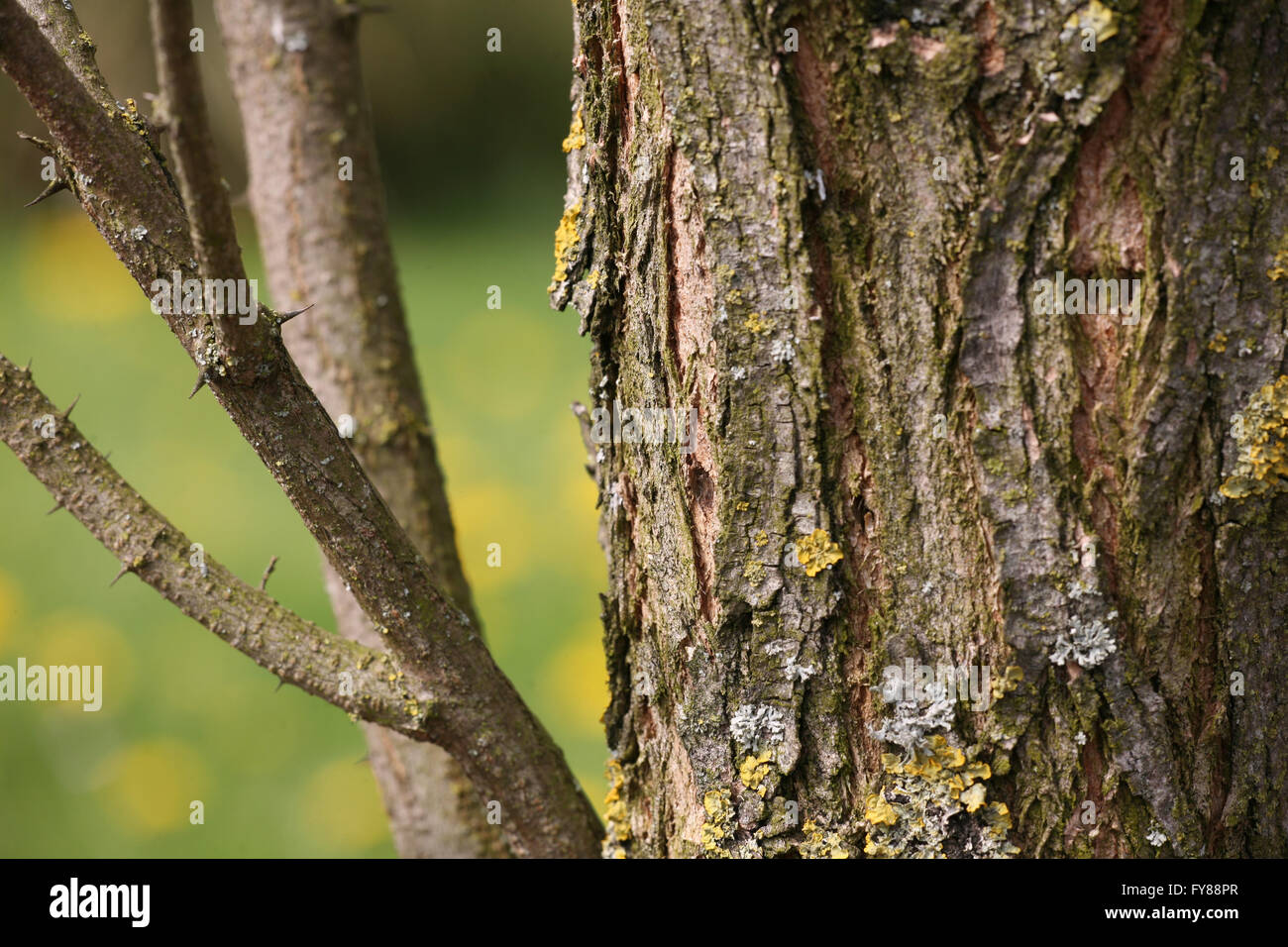 bark with liches Stock Photo - Alamy