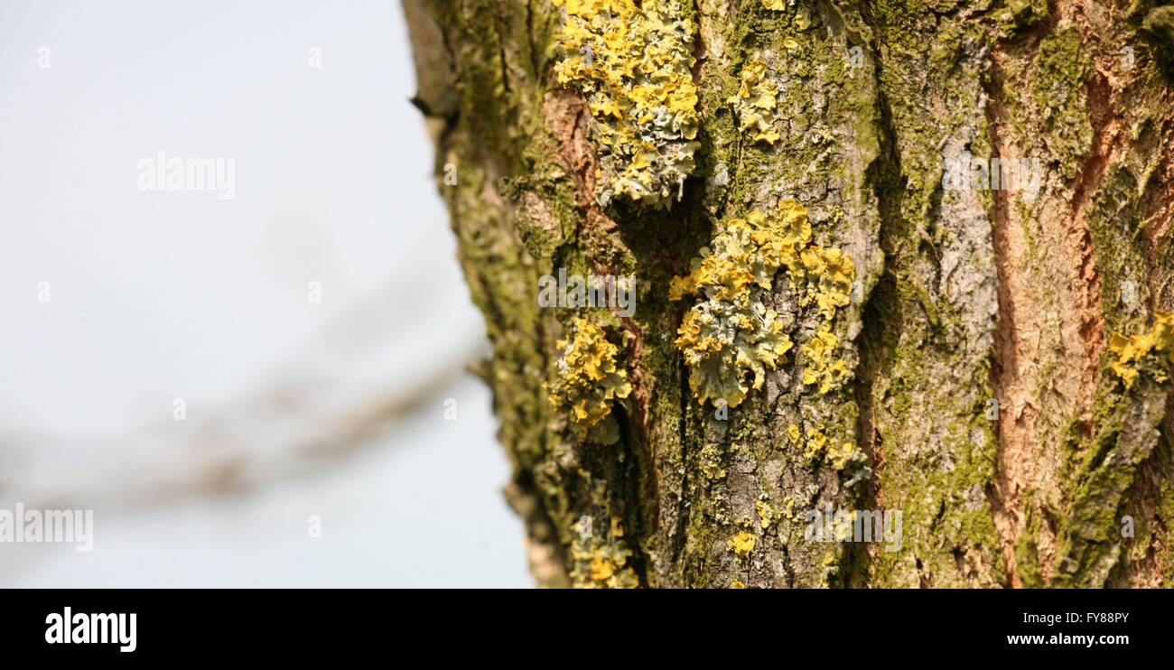 bark with liches Stock Photo - Alamy