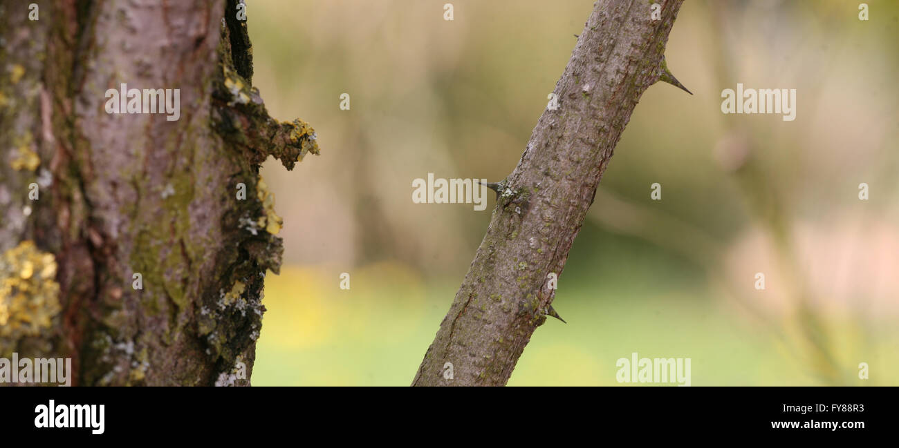 thorns on locus tree Stock Photo - Alamy