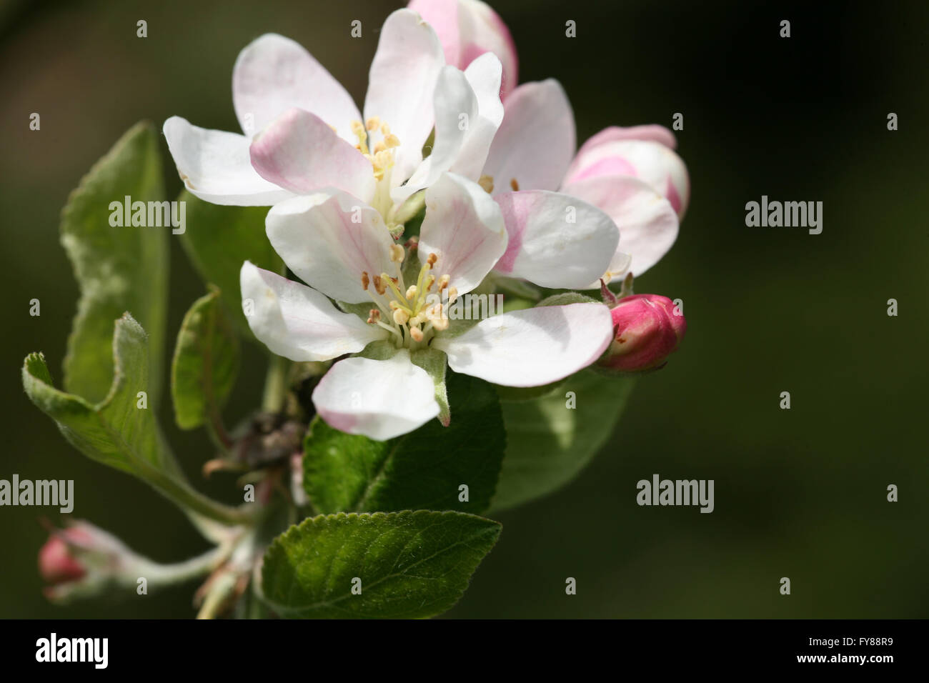 blooming apple tree Stock Photo - Alamy