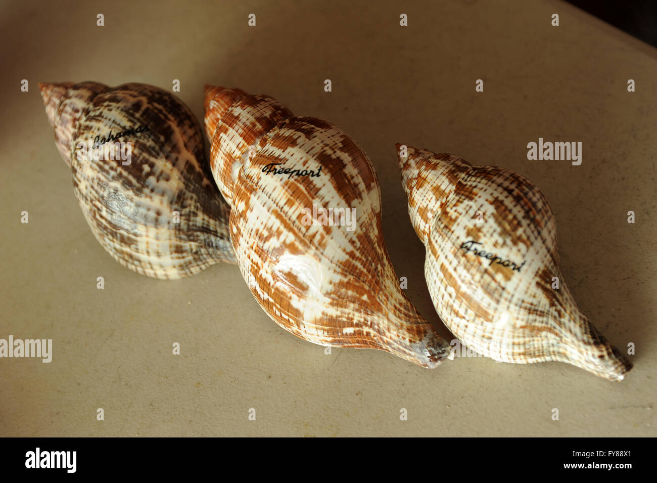 Bahamas beach shells hi-res stock photography and images - Alamy