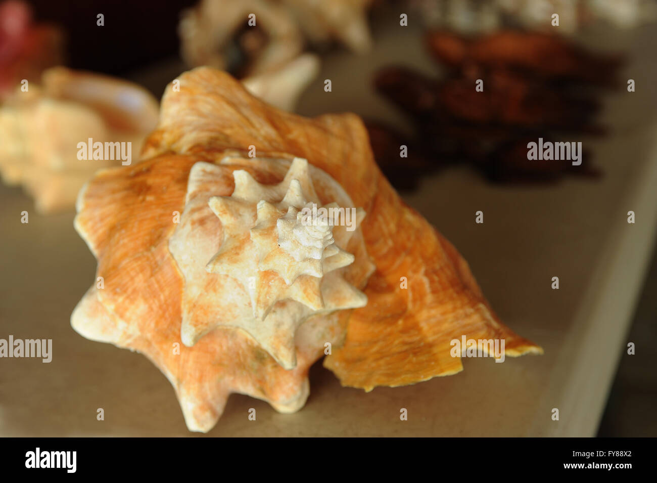 Con shells at Bahamas as souvenirs Stock Photo - Alamy
