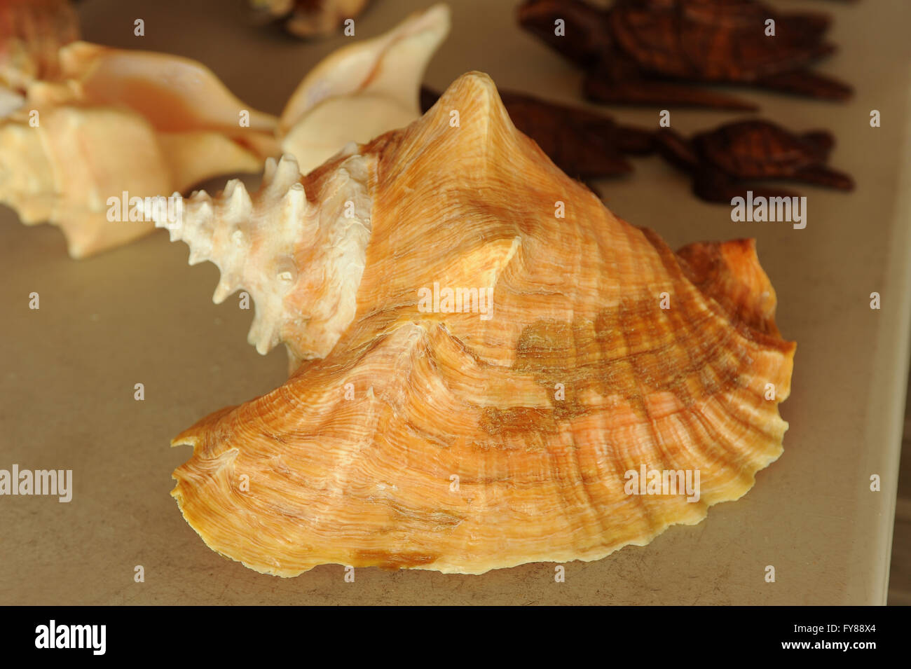 Con shells at Bahamas as souvenirs Stock Photo - Alamy