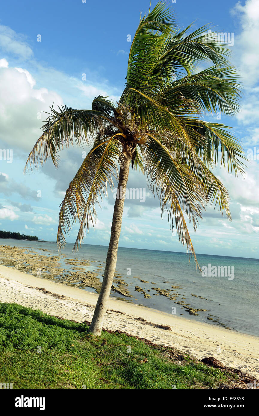 Coconut palm trees at empty tropical beach of Bahamas Stock Photo - Alamy