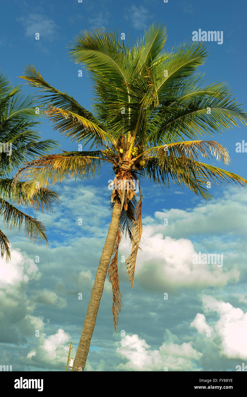 Coconut palm trees at empty tropical beach of Bahamas Stock Photo - Alamy