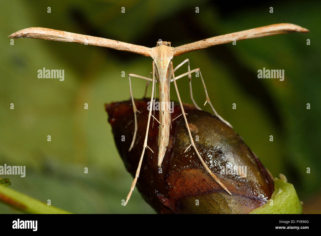 Common plume (Emmelina monodactyla) plume moth. A micro moth in the ...