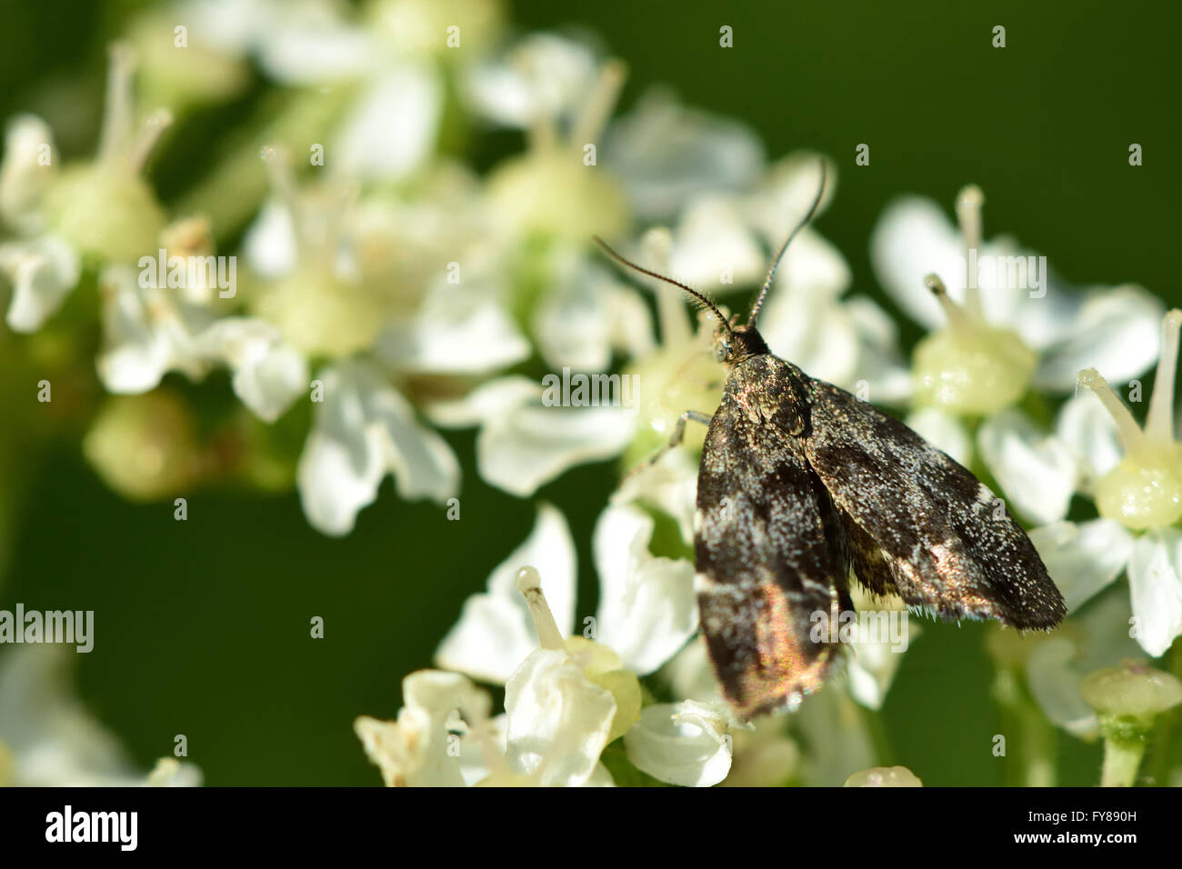 Micro species hi-res stock photography and images - Alamy