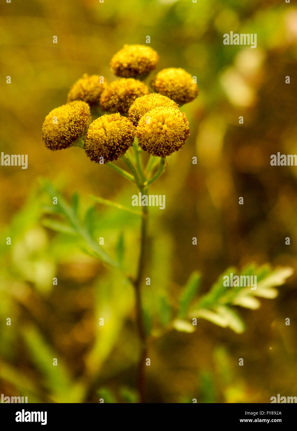 Beautiful flower in nature Stock Photo - Alamy