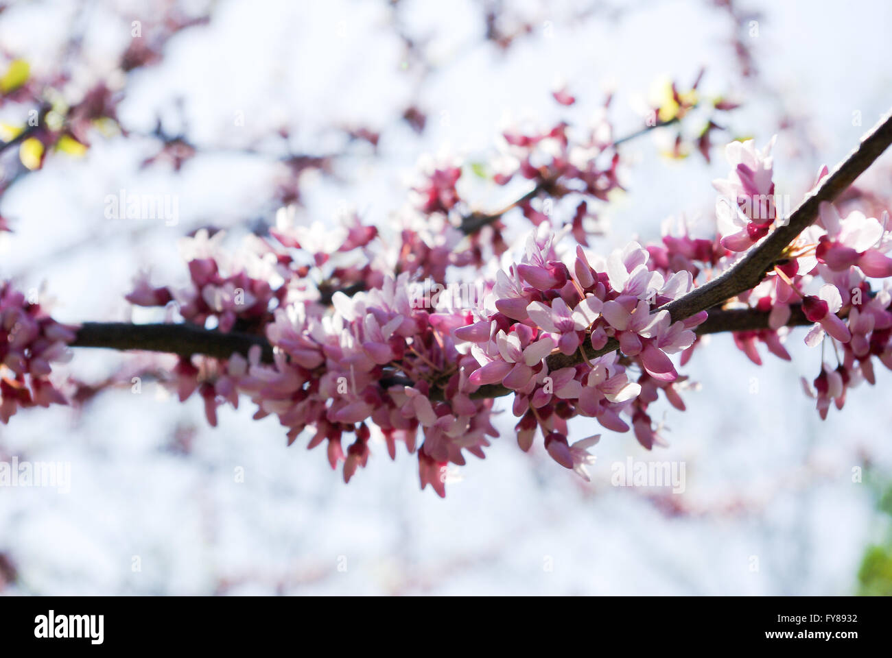 trees blossom in spring with colorful flowers Stock Photo - Alamy