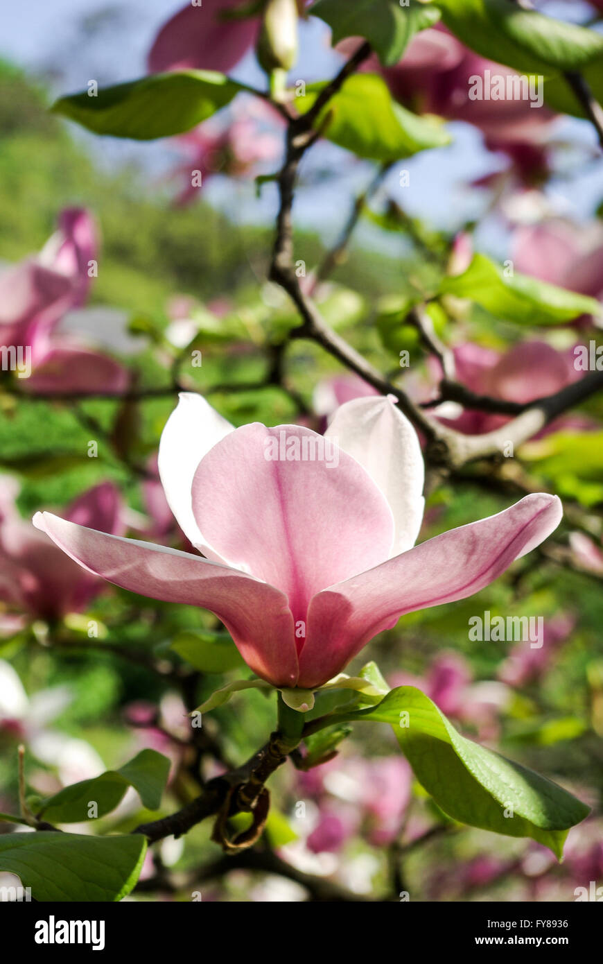 trees blossom in spring with colorful flowers Stock Photo - Alamy