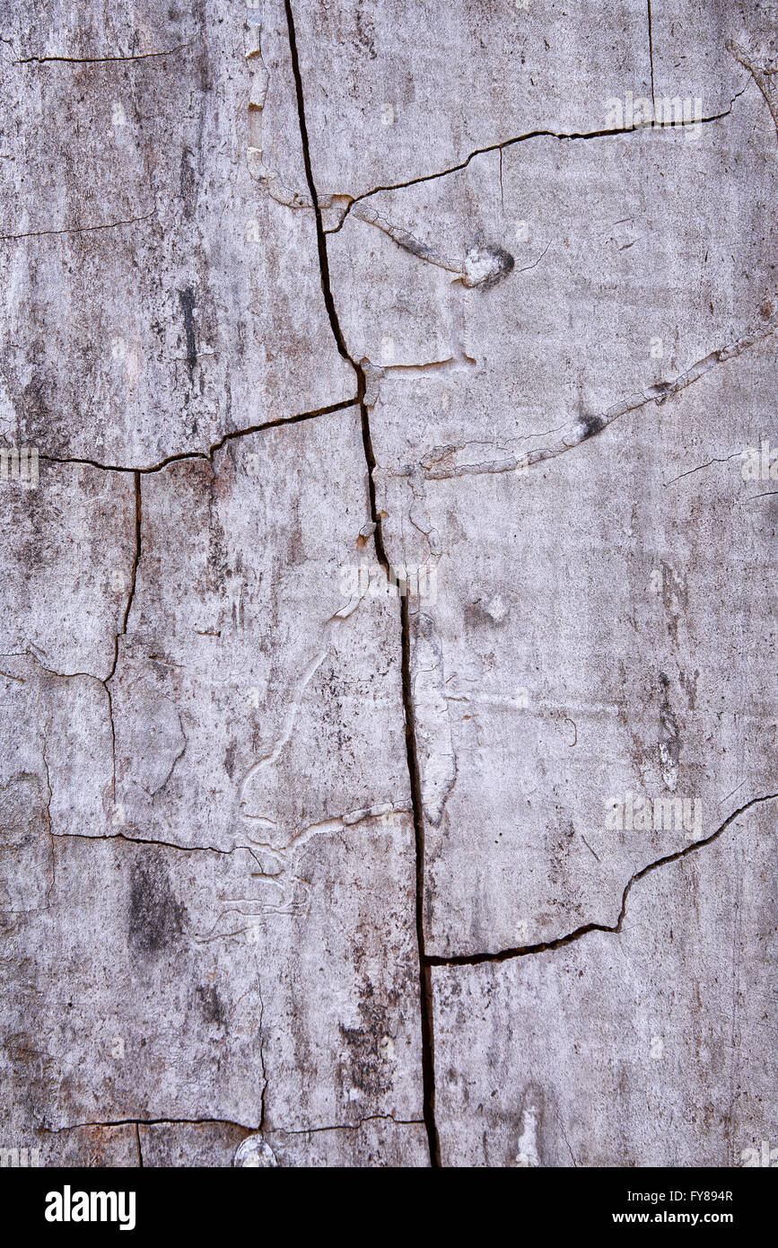 Sycamore Wood Texture High Resolution Stock Photography and Images - Alamy