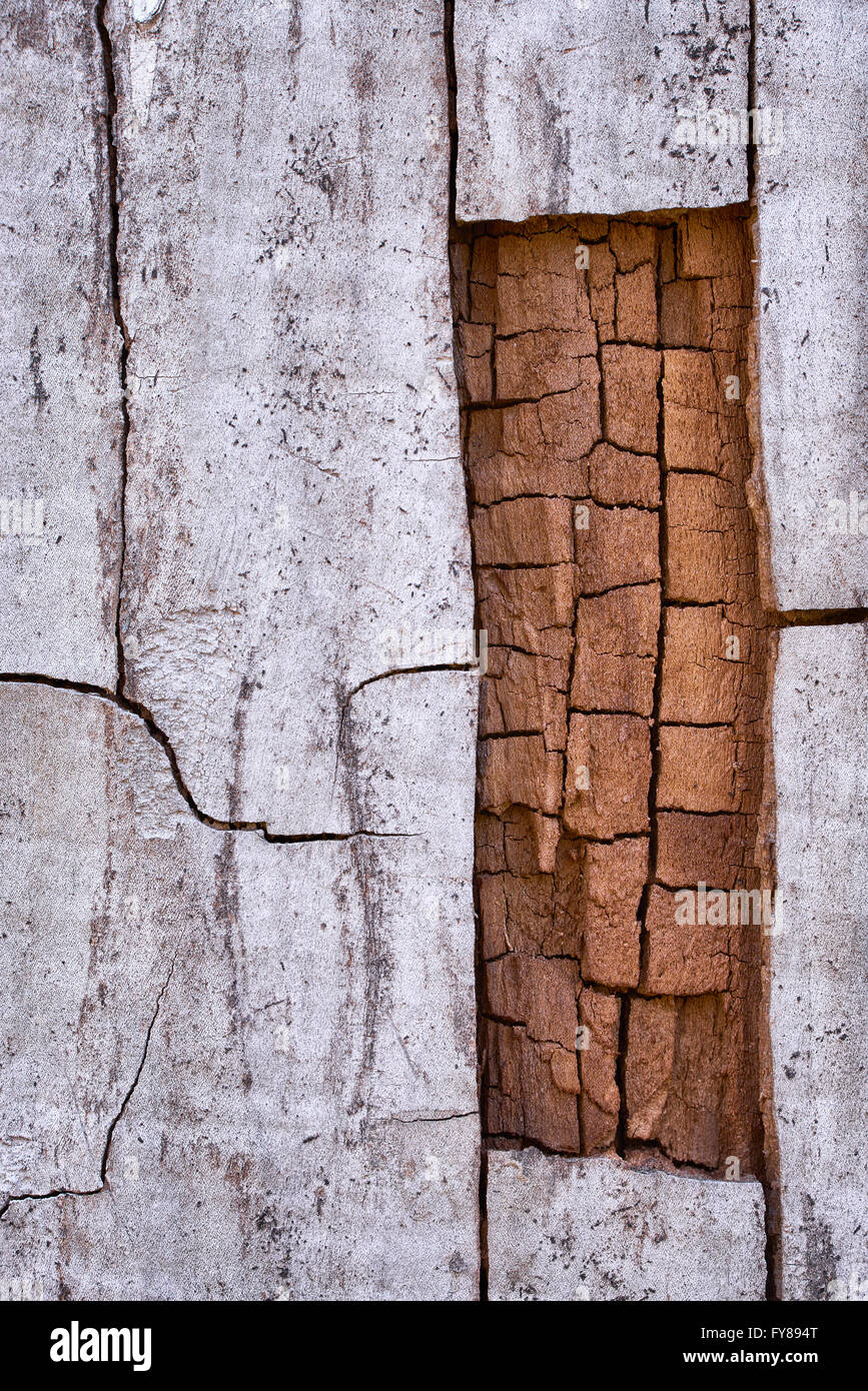 Dead tree texture hi-res stock photography and images - Alamy