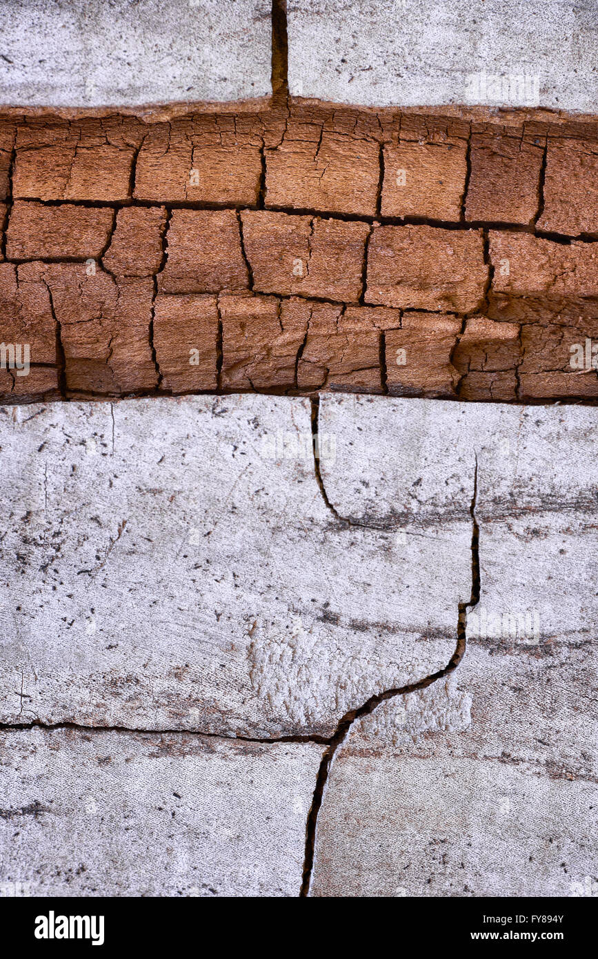Dead tree texture hi-res stock photography and images - Alamy