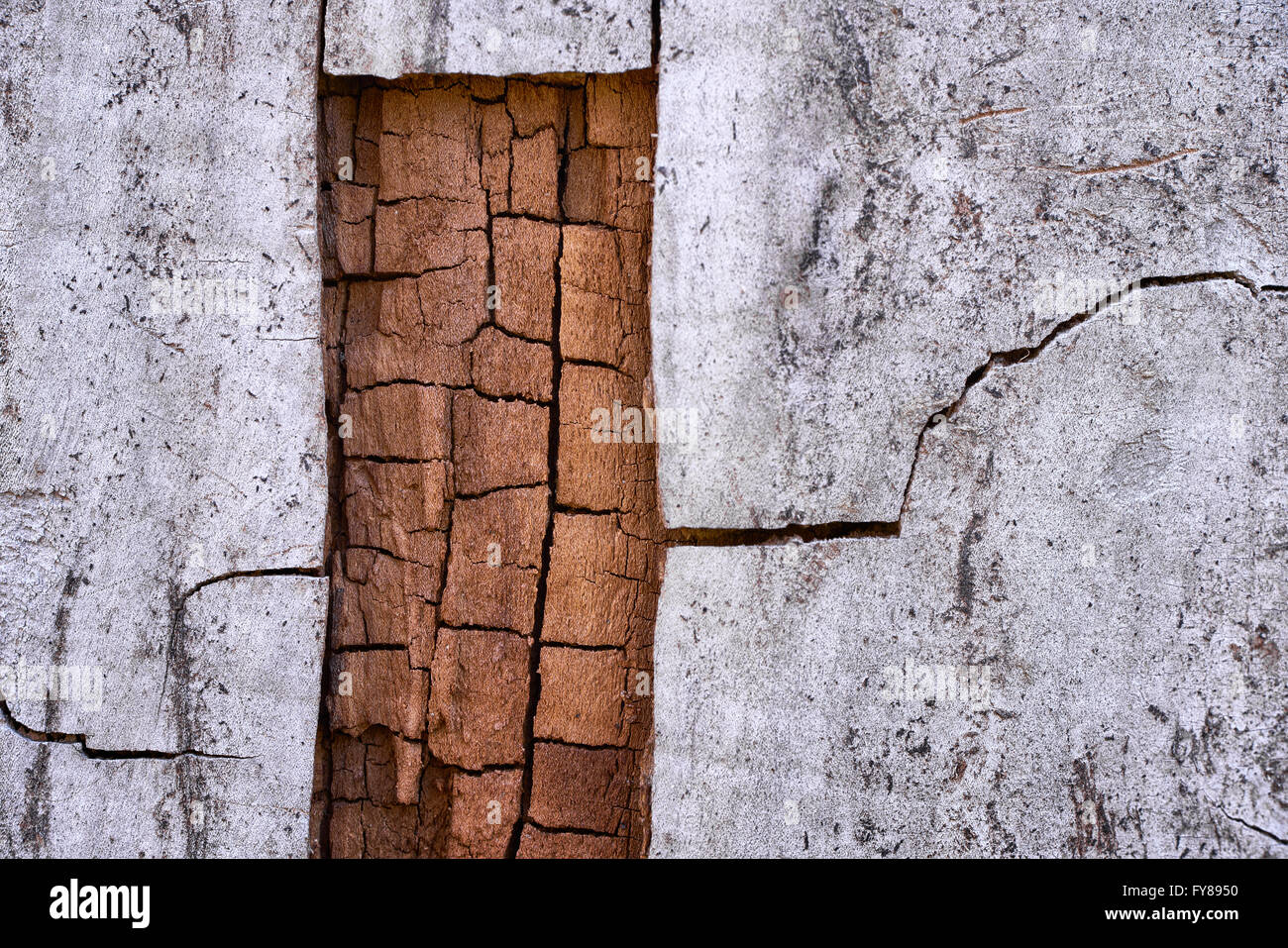 Sycamore Wood Texture High Resolution Stock Photography and Images - Alamy