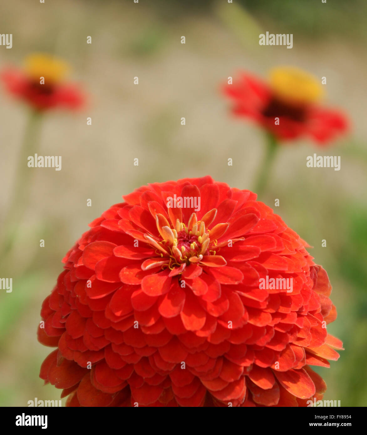 Beautiful flowers in nature Stock Photo - Alamy