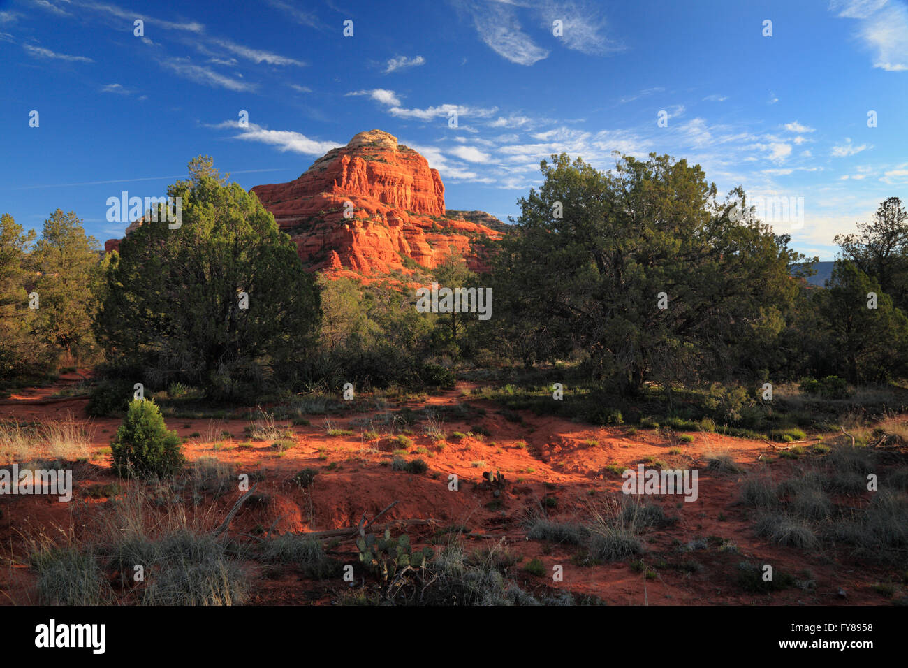 Red Rocks at sunrise in Boynton Canyon, Sedona, Arizona Stock Photo - Alamy
