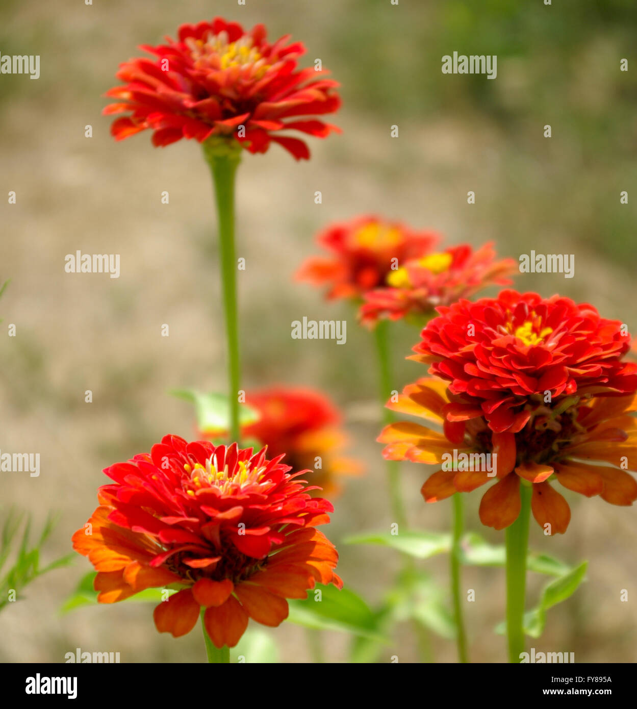 Beautiful flowers in nature Stock Photo - Alamy