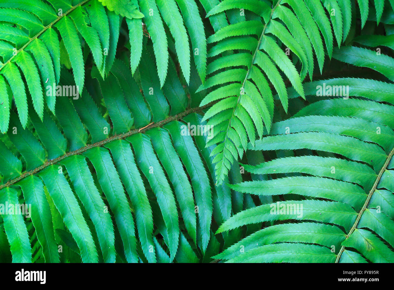 Fern lush hi-res stock photography and images - Alamy