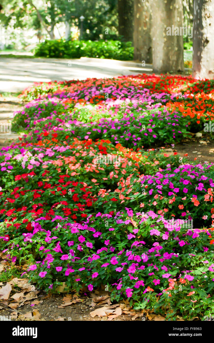 Beautiful flowers in nature Stock Photo - Alamy