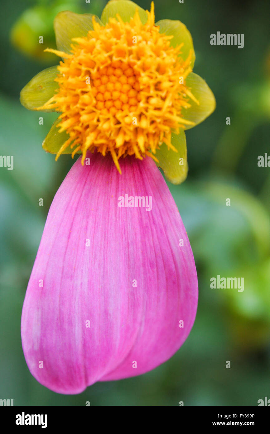 Beautiful flowers in nature Stock Photo - Alamy