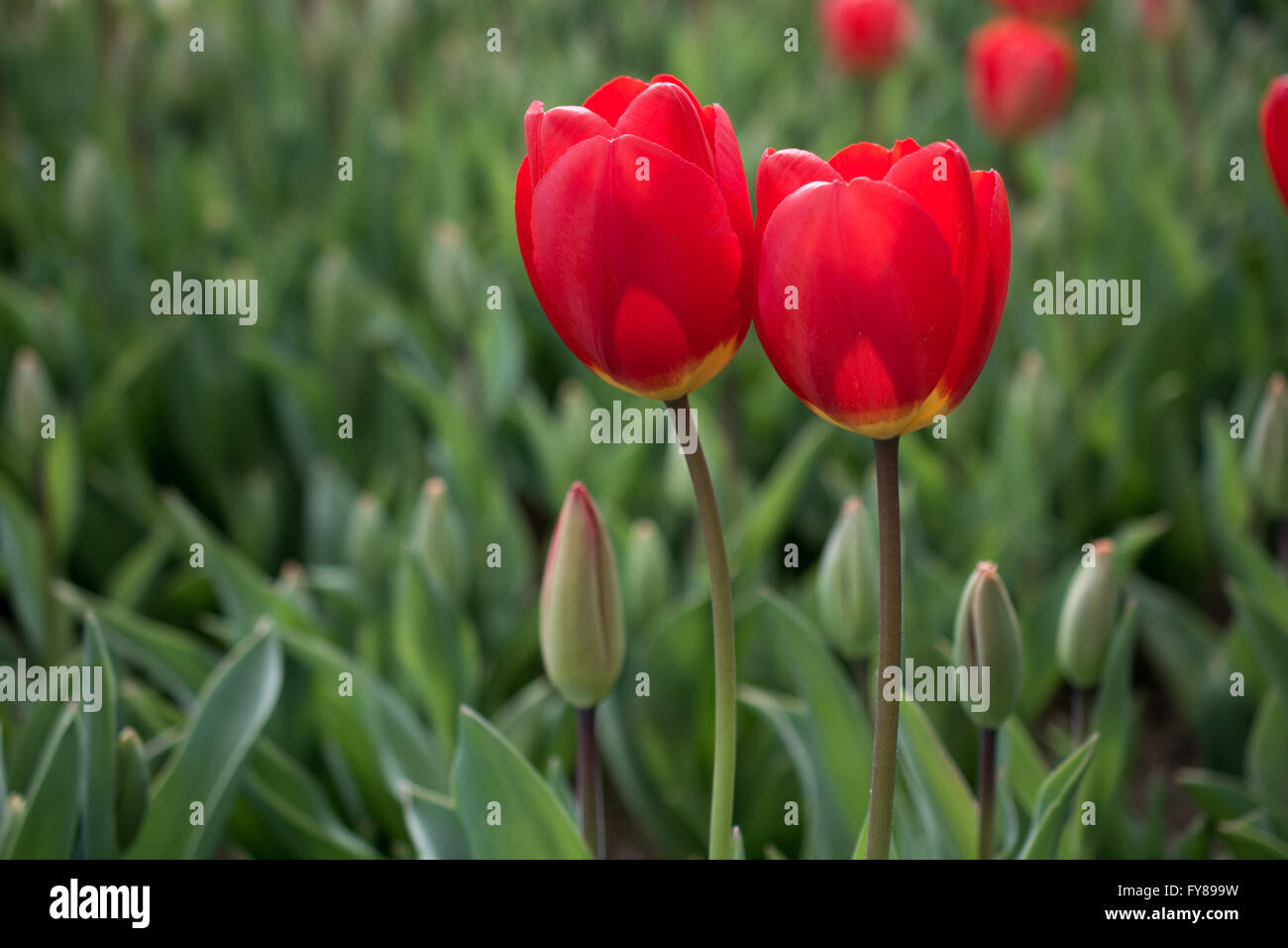 Fresh tulip of red color in nature in spring time Stock Photo - Alamy