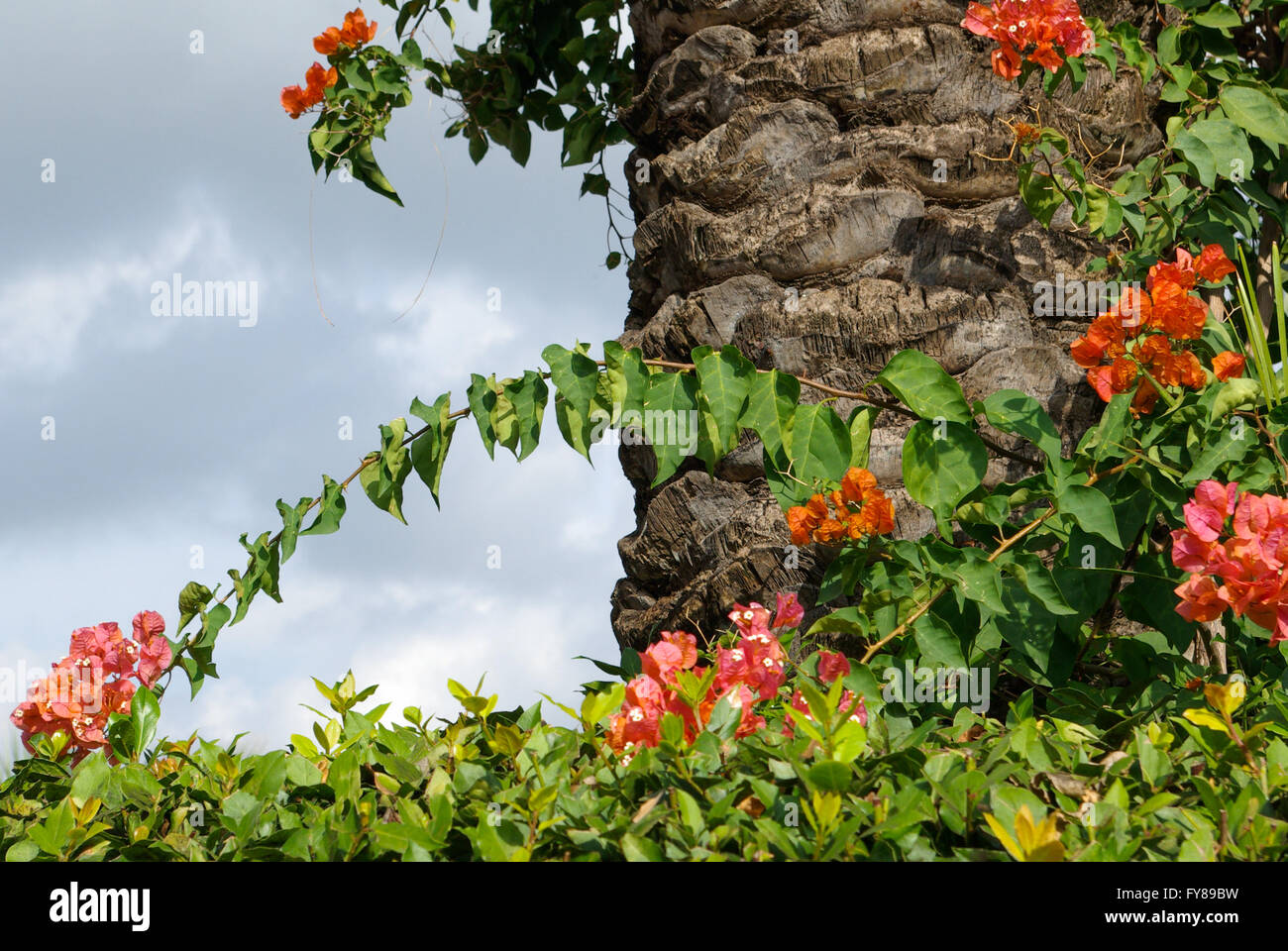 trees blossom in spring with colorful flowers Stock Photo - Alamy