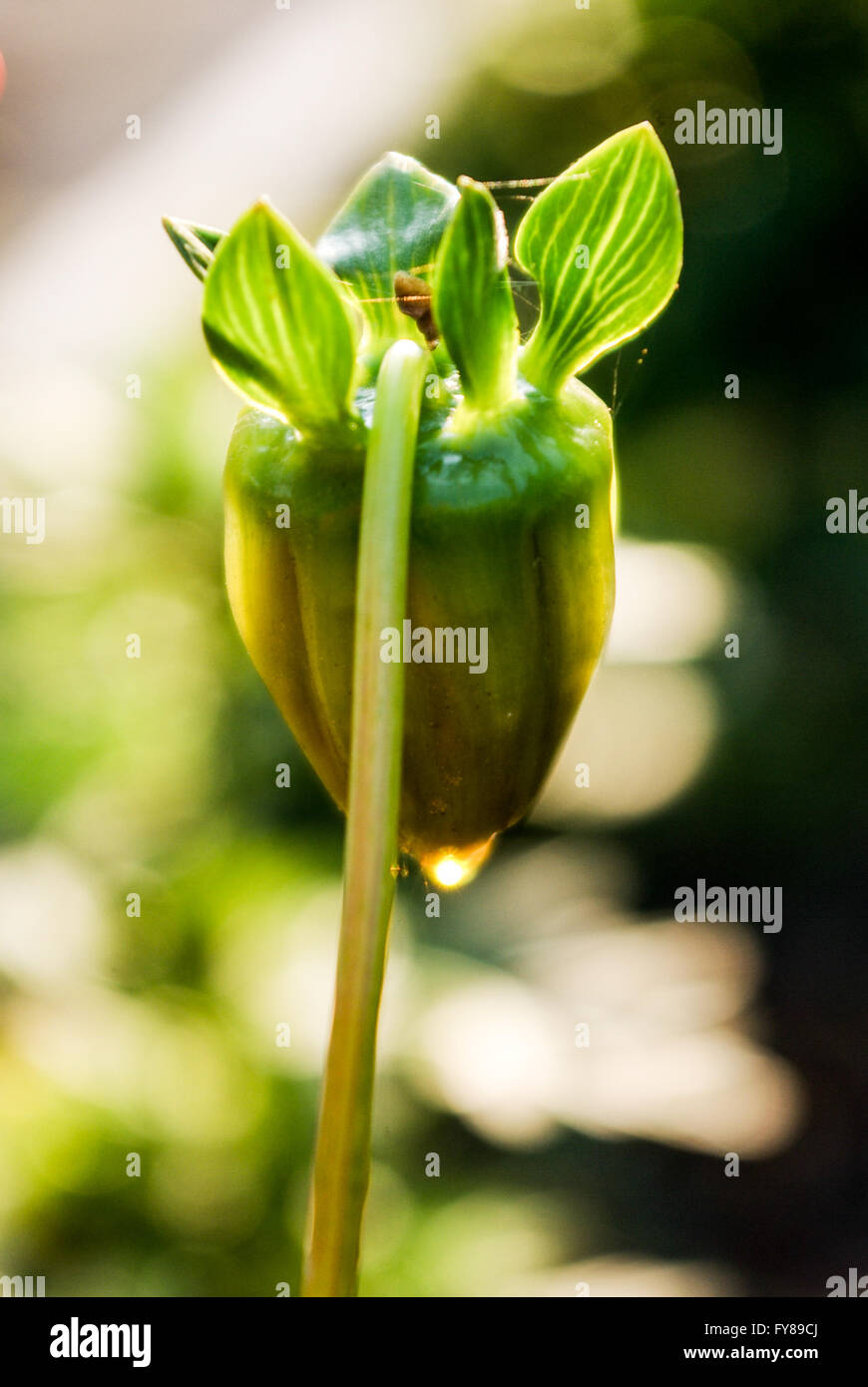 Beautiful flowers in nature Stock Photo - Alamy