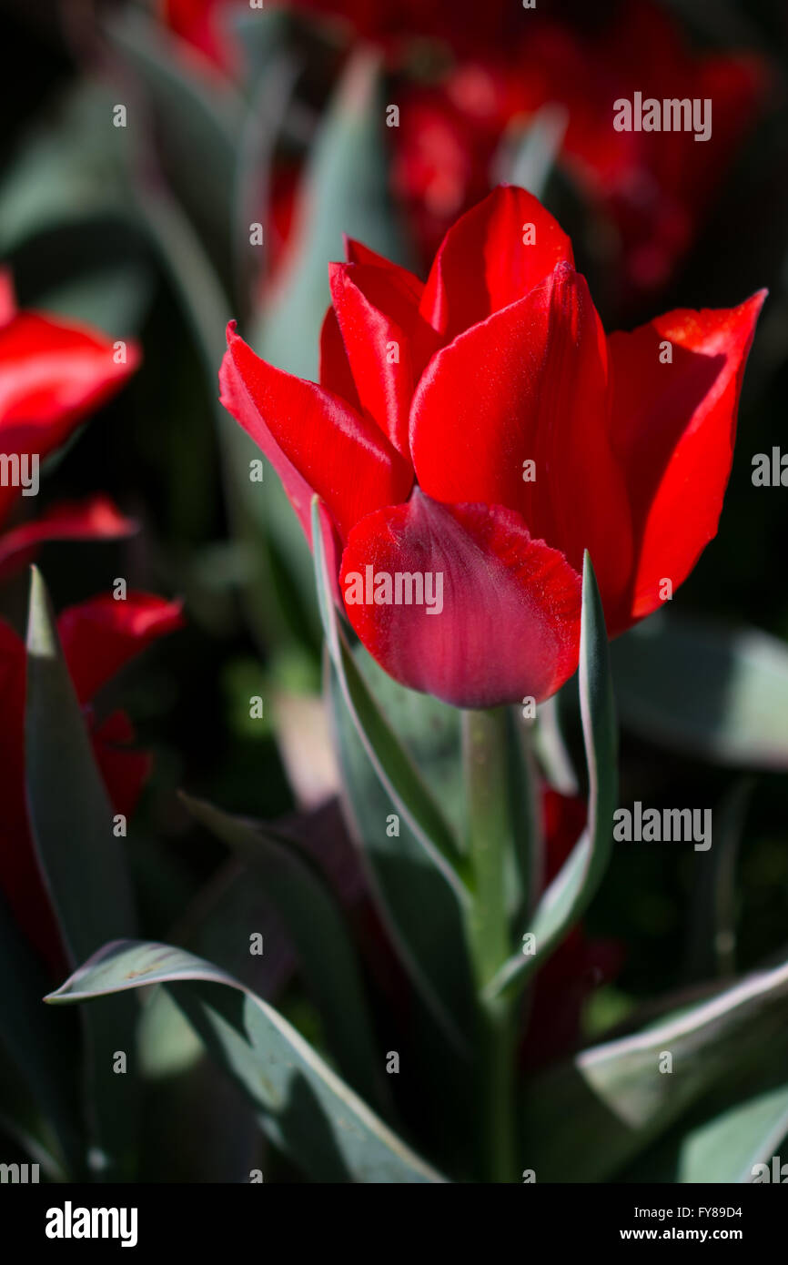 Red tulips of pink color in nature in spring time Stock Photo - Alamy