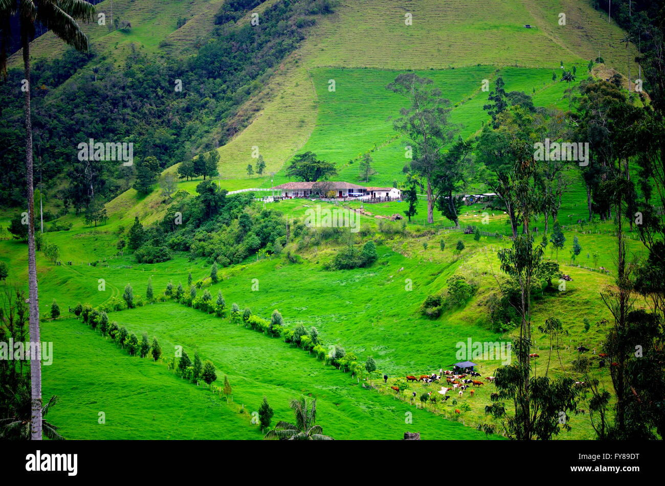 Cattle farm in the mountains of Colombia Stock Photo - Alamy