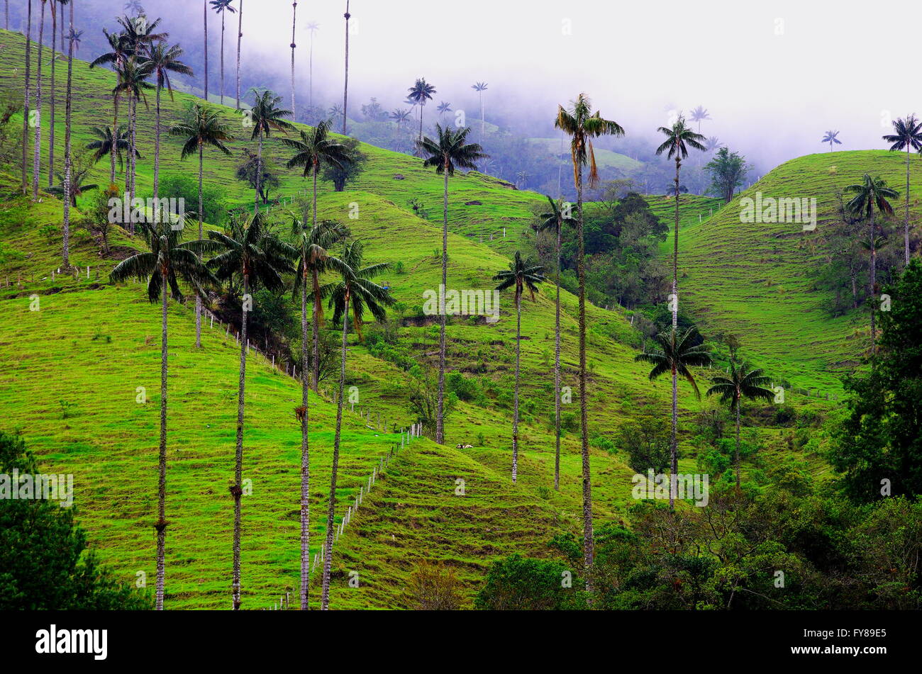 Wax palm trees in Colombia Stock Photo - Alamy
