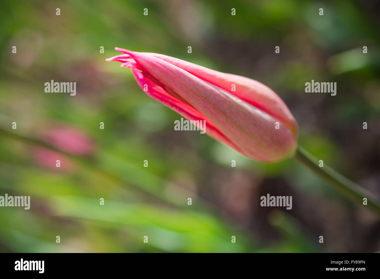 Fresh tulips of pink color in nature in spring time Stock Photo - Alamy